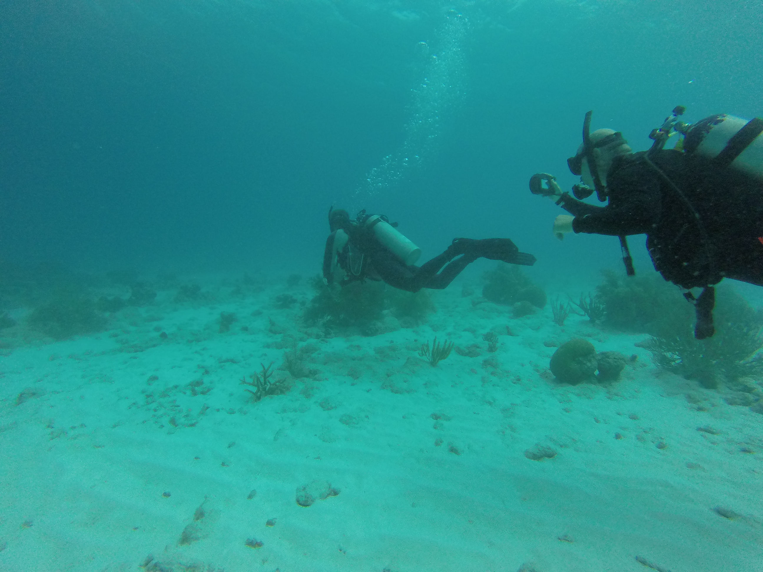 Guided Dives - Pure Diving Aruba